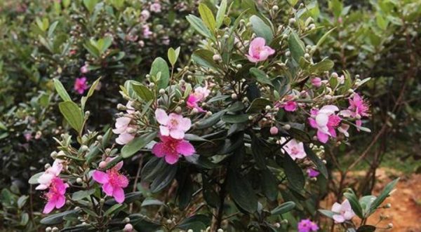 Hoa Sim - Đặc điểm và ý nghĩa của Hoa Sim Tím - Misshoa