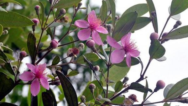 Hoa Sim - Đặc điểm và ý nghĩa của Hoa Sim Tím - Misshoa