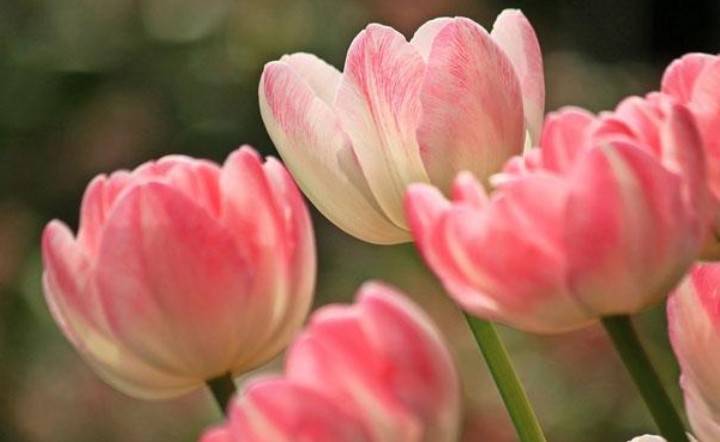 Hoa Tulip - Tìm hiểu những đặc điểm và ý nghĩa của Hoa Tulip