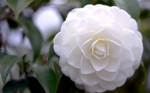 Ý nghĩa và những đặc điểm của Hoa Trà - Hoa tươi Misshoa