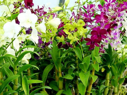 Tìm hiểu Hoa Lan Dendro những ý nghĩa và công dụng của hoa
